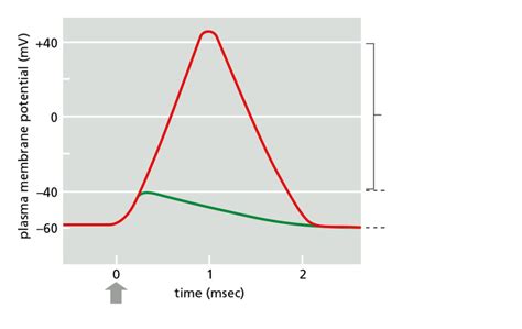 Neuron Potential Diagram Diagram Quizlet