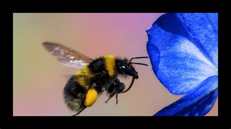 Do Bumble Bees Die When They Sting The Heartbreaking Truth With