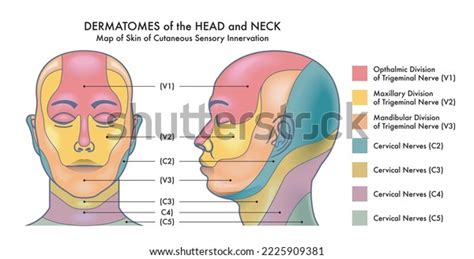 Dermatomes Face Shingles