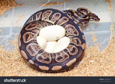 573 Imágenes De Python Eggs Imágenes Fotos Y Vectores De Stock