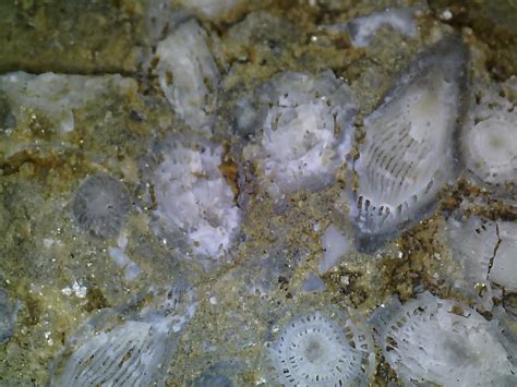 Csms Geology Post Fusulinids Brachiopods Southeast Asia And Mungo Jerry