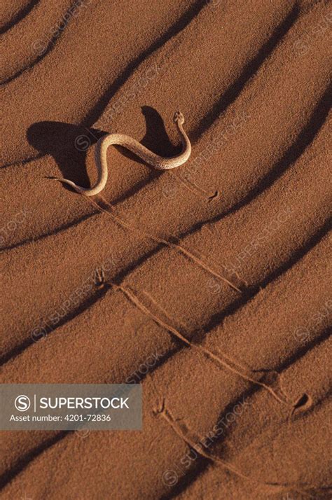 Peringueys Sidewinding Adder Bitis Peringueyi On Sand Dune Namib Desert Namibia Superstock