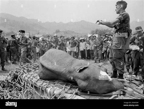 Still Sleeping Elephant Is Shown On Arrival In Tra Bong Vietnam