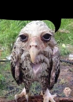 Create Meme Drunk Owl Funny Owls Wet Owl Meme Pictures Meme