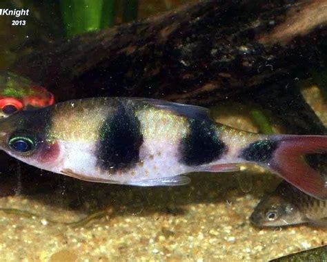 Arulius Barb Facts Diet Habitat And Pictures On Animaliabio