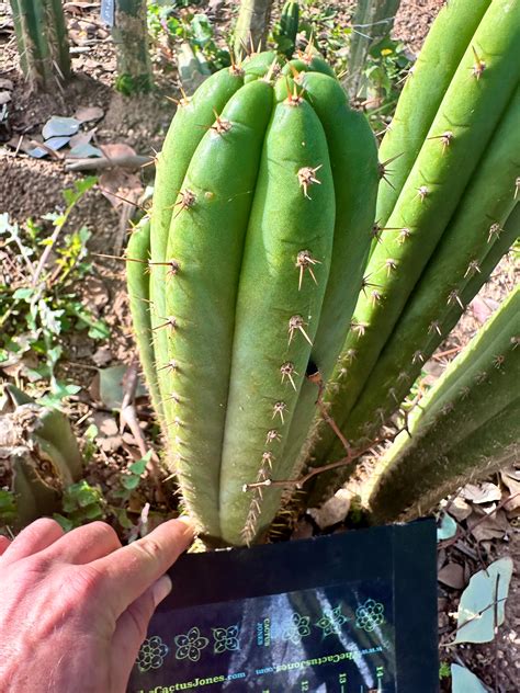 👑 Torres And Torres — 10” Tip