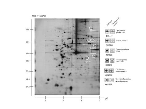 Comparative Proteomic Analysis Identification Of Protein Download