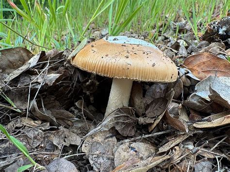 Amanita Velosa Springtime Amanita Mushroom Identification And Photos