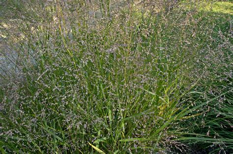 Panicum Virgatum Blackwell Switchgrass Seeds Phoenix Desert Seeds