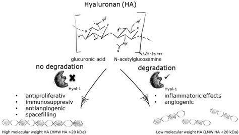 Physiological And Pathophysiological Functions Of Hyaluronan