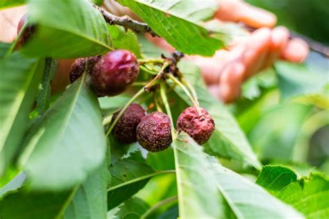 Frutos De Cereza En Un árbol Afectado Por La Podredumbre Gris
