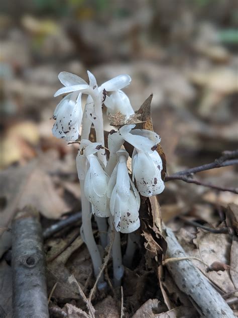 Wonder Spot Ghost Pipes News Lexington Montessori School