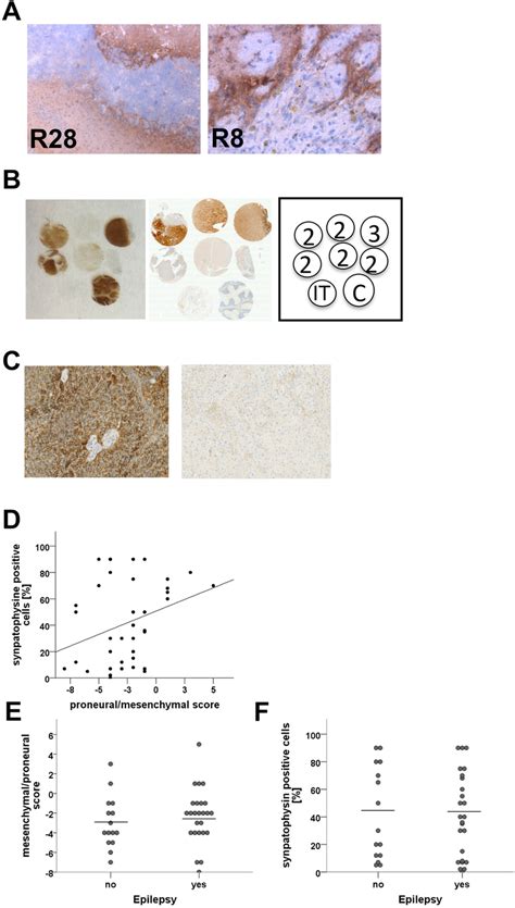 Synapse Like Structures In Vivo A Immunostaining Detecting Human Download Scientific Diagram