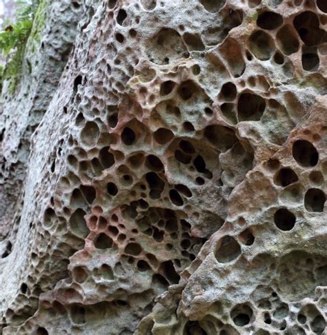 Chemical Weathering Living Organisms Lichens Dig Into Plants Similar