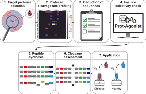 An Introductory Guide To Protease Sensitive Linker Design Using Matrix Metalloproteinase 13 As