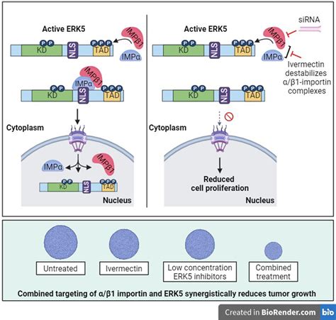 Importin Subunit Beta‐1 Mediates Erk5 Nuclear Translocation And Its