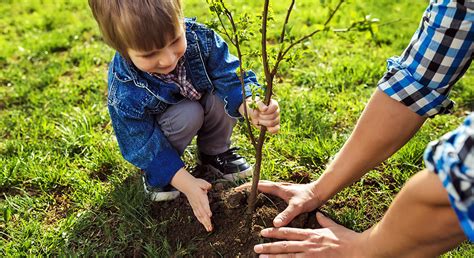 How Can I Plant A Tree Like A Pro Rogue Compost