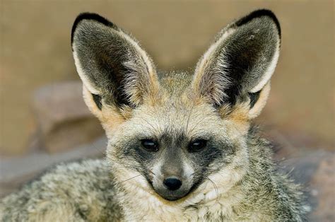 Bat Eared Fox