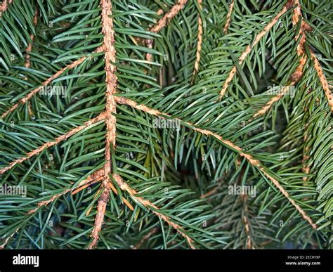 Fir Needles