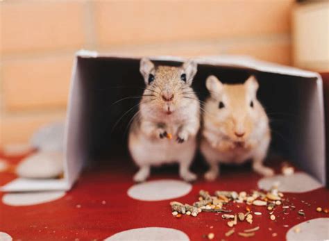 Gerbil Vs Hamster Vs Guinea Pig All You Need To Know