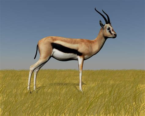 Gazelle Wallpaper Download