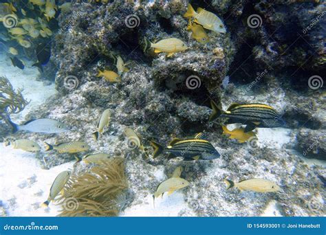 Spanish Grunt Swimming Around The Rock And Coral Reef Stock Image