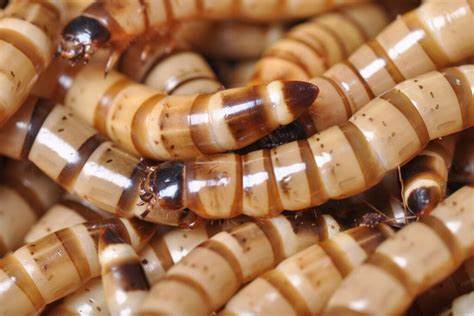 Could Trash Eating Worms That Feed On Styrofoam Help Save The Planet