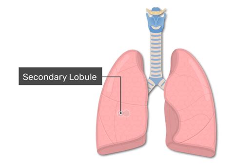 Secondary Lung Lobules Getbodysmart