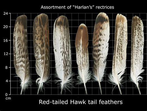 How To Identify Hawk Feathers