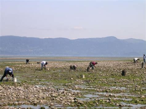 Shellfish Harvesting Ban Lifted As Biotoxin Levels Subside My