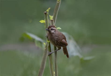 活泼好动，喜欢大合唱的白颊噪鹛 炫彩魅影