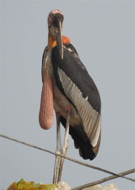 Greater Adjutant Birdforum