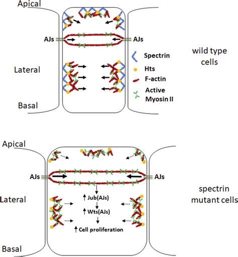 A Schematic Model Depicting The Role Of Spectrin In Coupling Cell