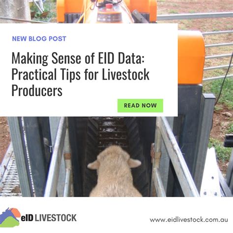 Eid Livestock On Linkedin Making Sense Of Eid Data Practical Tips For