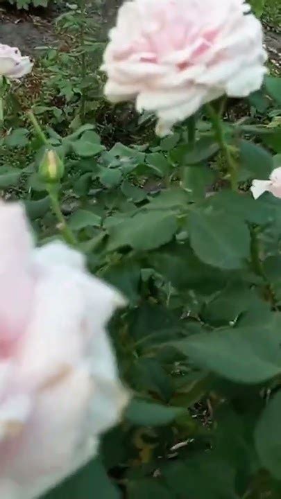 Пел Ебаденс Youtube