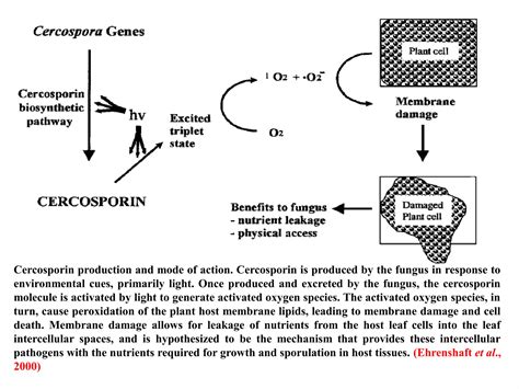 Role Of Toxins In Plant Pathogenesis Ppt