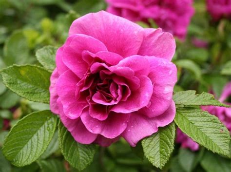 75 Gambar Bunga Cantik Aesthetic Alam Hd Untuk Wallpaper