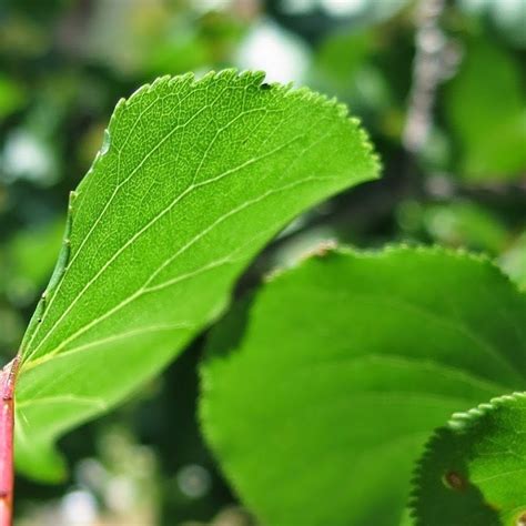 Themeforest Preview Youtube