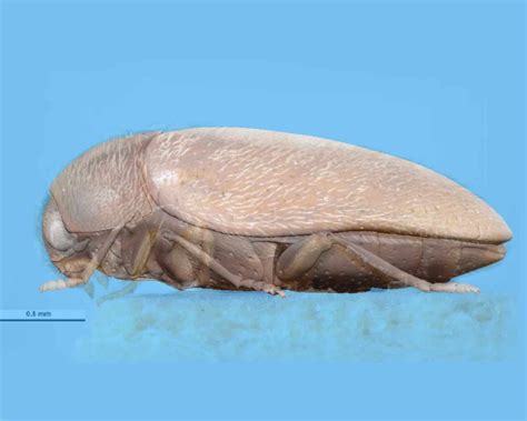 Past Work Replicating Bugs Bmsb And Khapra Beetle — In Iteration