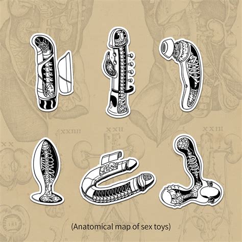 Anatomical map of sex toys 性用品解剖图 on Behance