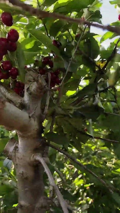 Pisca De Cherry 🍒 Arvin Youtube