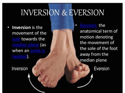 Fundamental Movement Of Joint Kinesiology