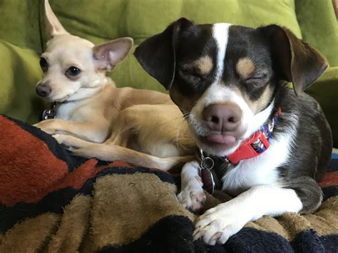 My Pup Ickis Making A Funny Face R Aww