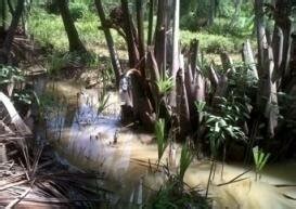 Nipa Sap Tapped In Rantau Panjang Ilir Village Of Tanah Bumbu Regency Download Scientific Diagram