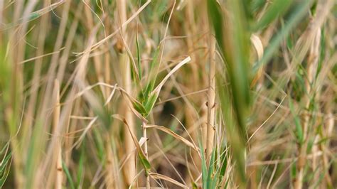 Grass Wind Videos Download 6784 Free 4k And Hd Stock Footage Clips
