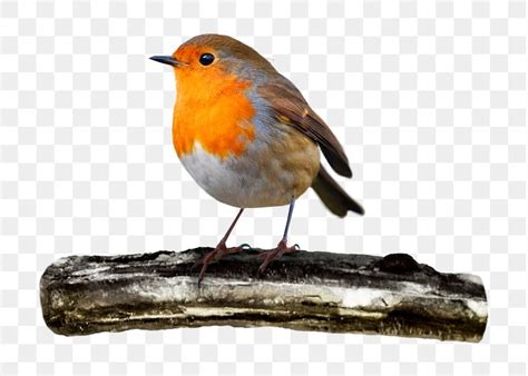 Robin Bird Images Free Photos Png Stickers Wallpapers And Backgrounds