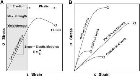 Schematic Diagram Showing Typical Stress Strain Curves A The