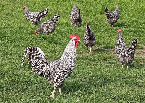Plymouth Rock Chicken Care Guide Varieties Facts And More Chickens