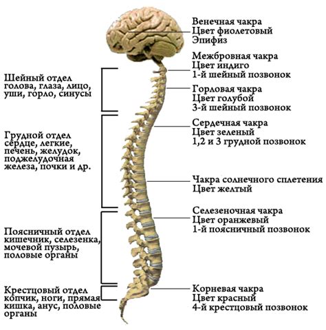 позвоночник | Здоровье