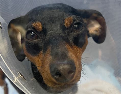 パテラとは・・・？ Samcの症例紹介 渋谷駅1分・夜間診療の動物病院 渋谷動物医療センター